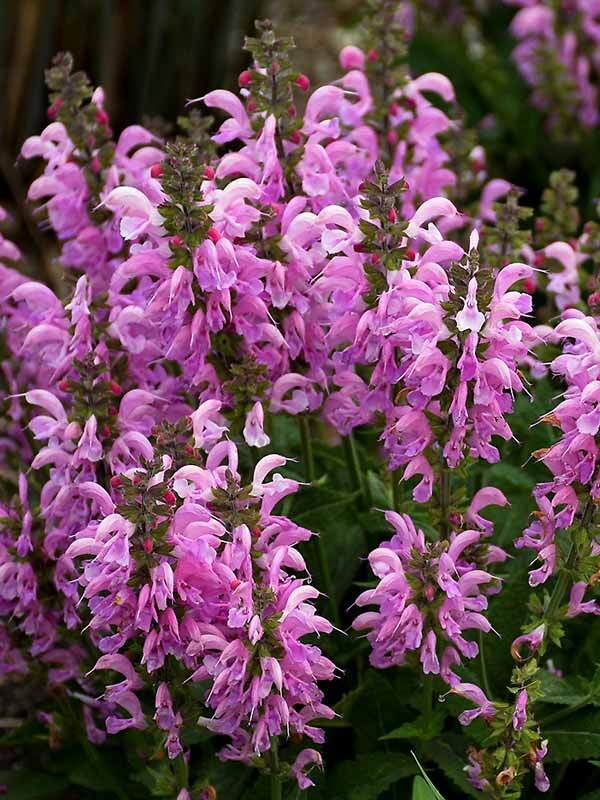 Salvia Pretty In Pink | Bluestone Perennials