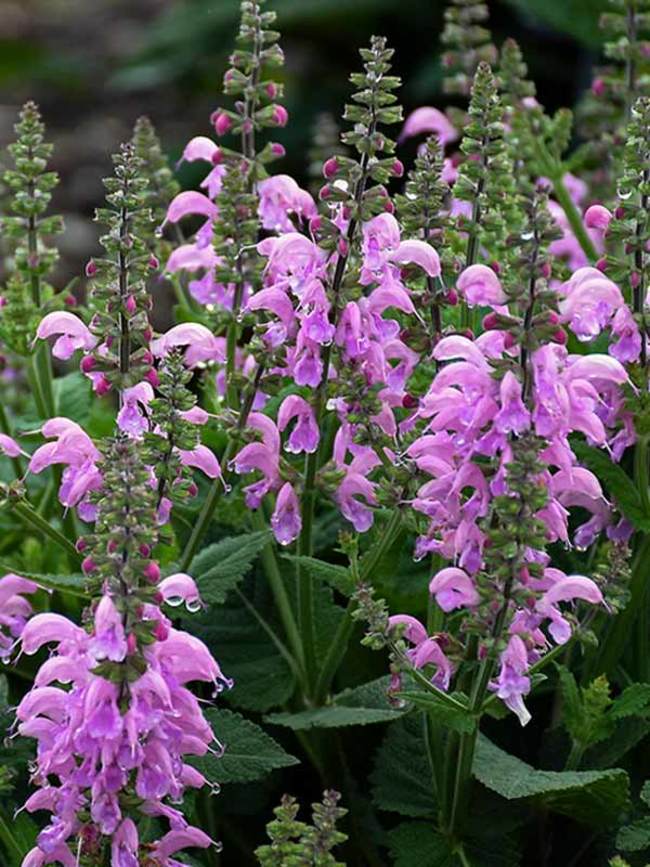 Salvia Pretty In Pink | Bluestone Perennials