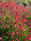 Salvia Arctic Blaze Red -- Bluestone Perennials