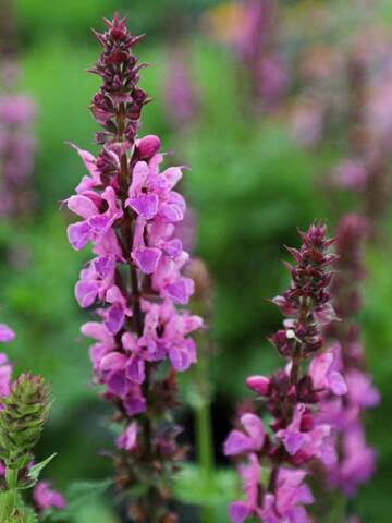 Salvia Rose Marvel | Bluestone Perennials