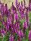 Salvia Rose Queen -- Bluestone Perennials