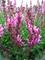 Salvia Rose Queen -- Bluestone Perennials