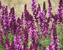 Salvia Rose Queen -- Bluestone Perennials