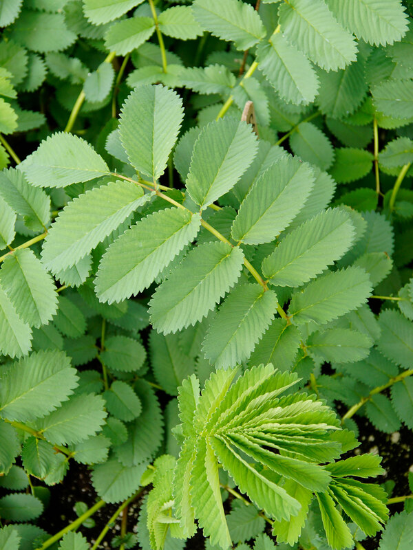 Sanguisorba Lilac Squirrel | Bluestone Perennials