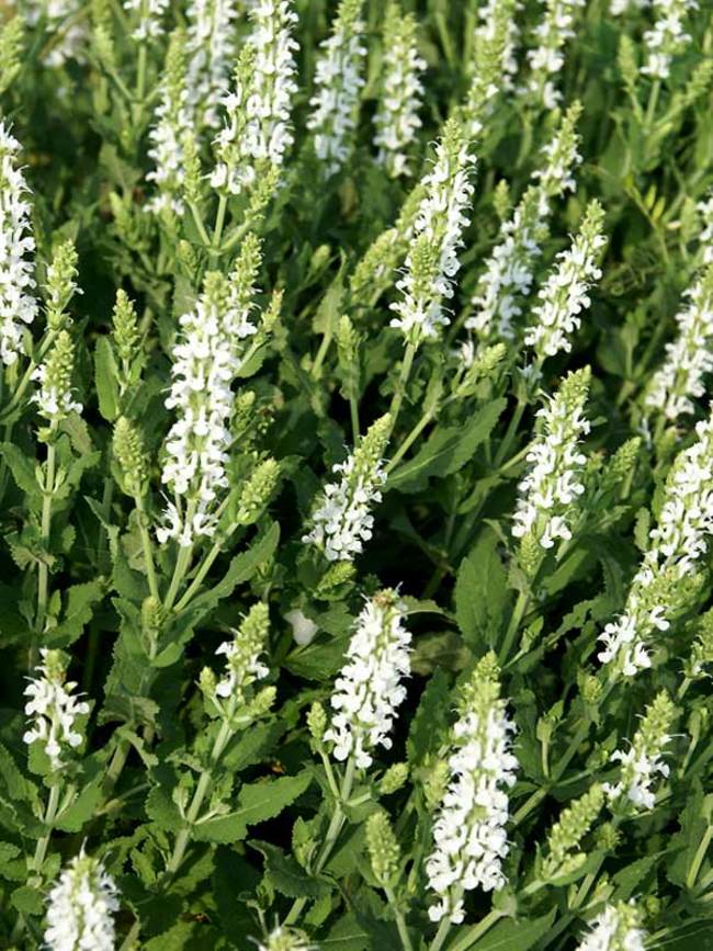 Salvia White Rain | Bluestone Perennials