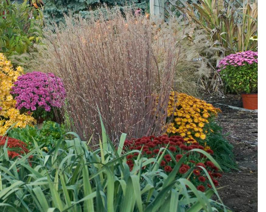 Schizachyrium Blue Heaven | Bluestone Perennials