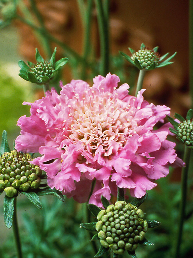 Scabiosa Pink Mist | Bluestone Perennials