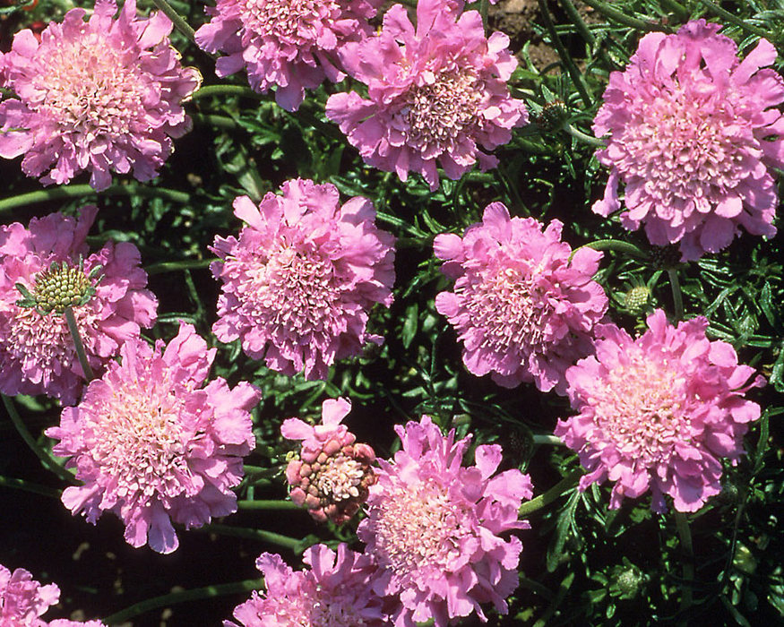 Scabiosa Pink Mist | Bluestone Perennials