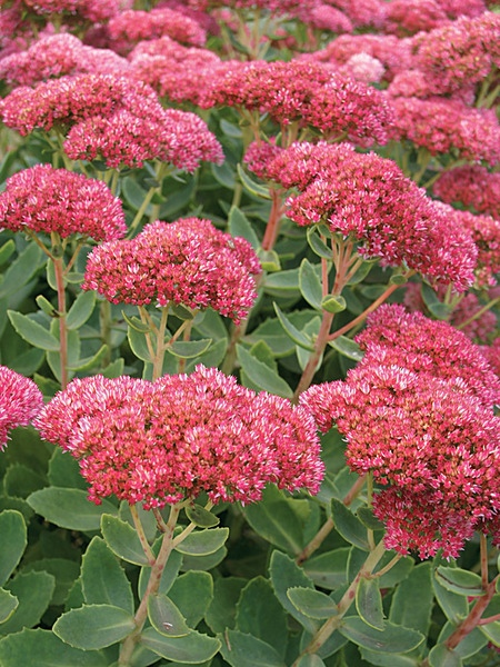 Product Viewer - SEDUM AUTUMN FIRE
