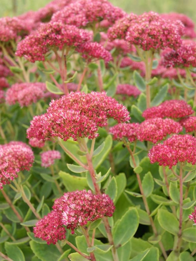 Sedum Autumn Joy | Bluestone Perennials