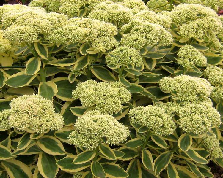 Product Viewer - Sedum Autumn Charm