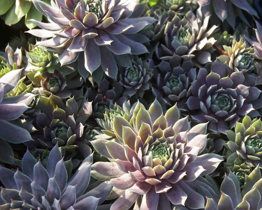 Sempervivum Pacific Blue Ice | Bluestone Perennials