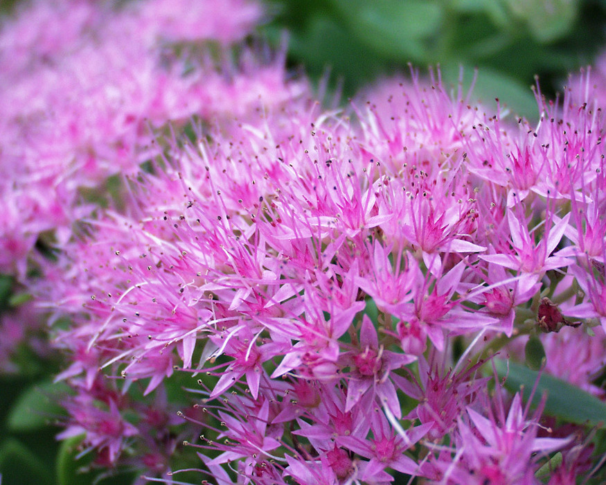 Sedum Brilliant | Bluestone Perennials