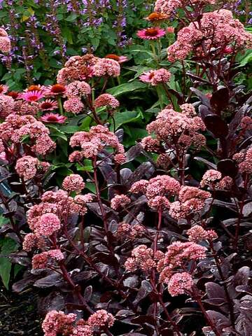 Sedum Chocolate Drop | Bluestone Perennials