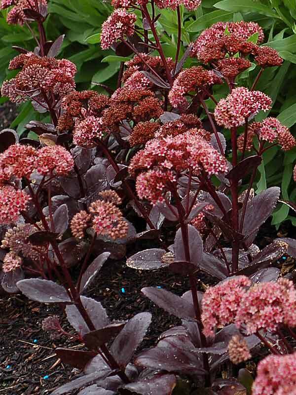 Sedum Chocolate Drop | Bluestone Perennials