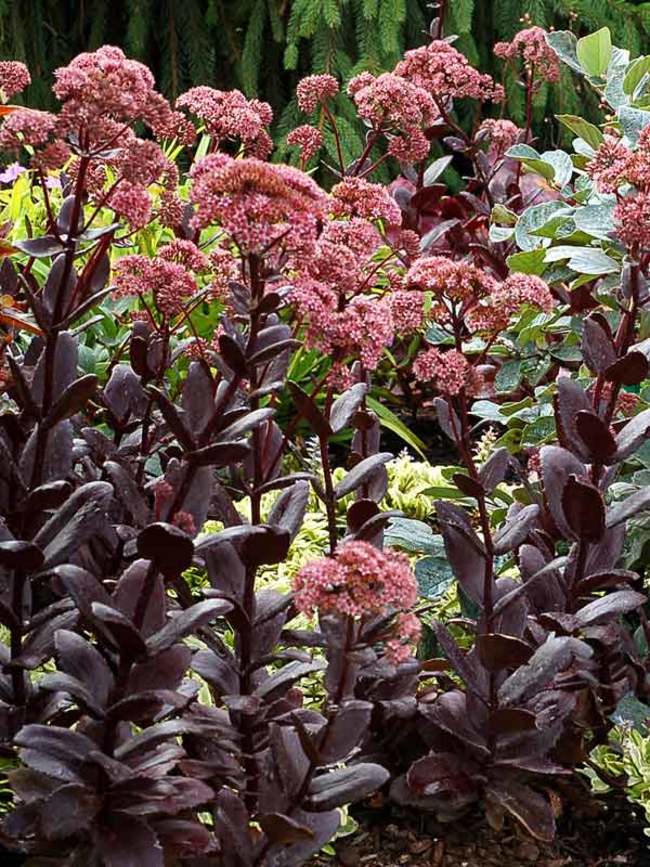 Sedum Chocolate Drop | Bluestone Perennials