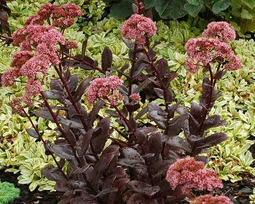Sedum Chocolate Drop | Bluestone Perennials