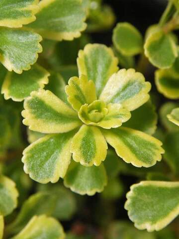 Sedum Cutting Edge | Bluestone Perennials