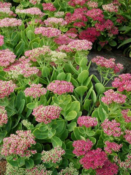 Product Viewer - Sedum Crystal Pink