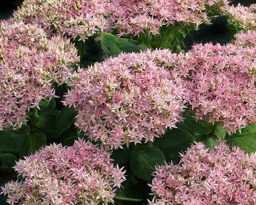 Sedum Crystal Pink | Bluestone Perennials