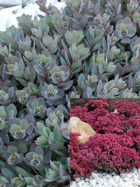Product Viewer - Sedum Dazzleberry