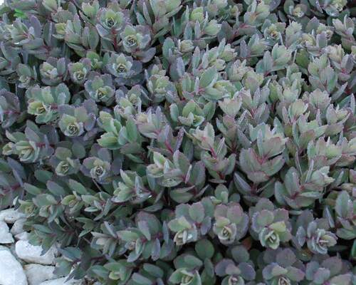 Sedum Dazzleberry | Bluestone Perennials