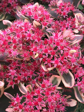 Sedum Sunset Cloud -- Bluestone Perennials