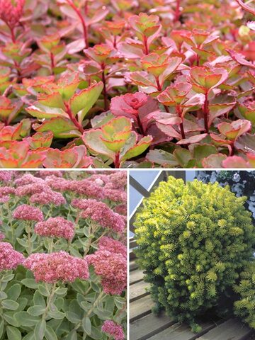 Sedum Collection | Bluestone Perennials