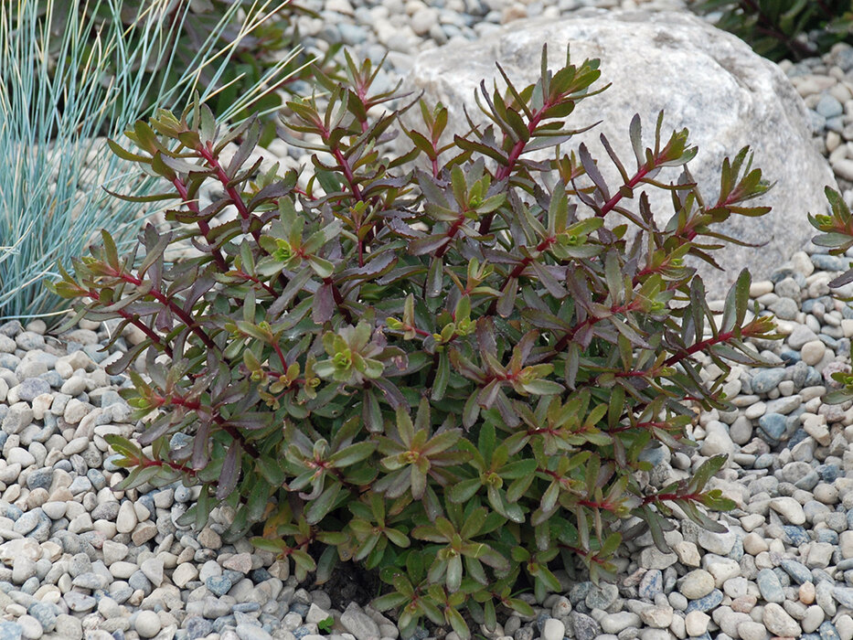 Sedum Jade Tuffet | Bluestone Perennials
