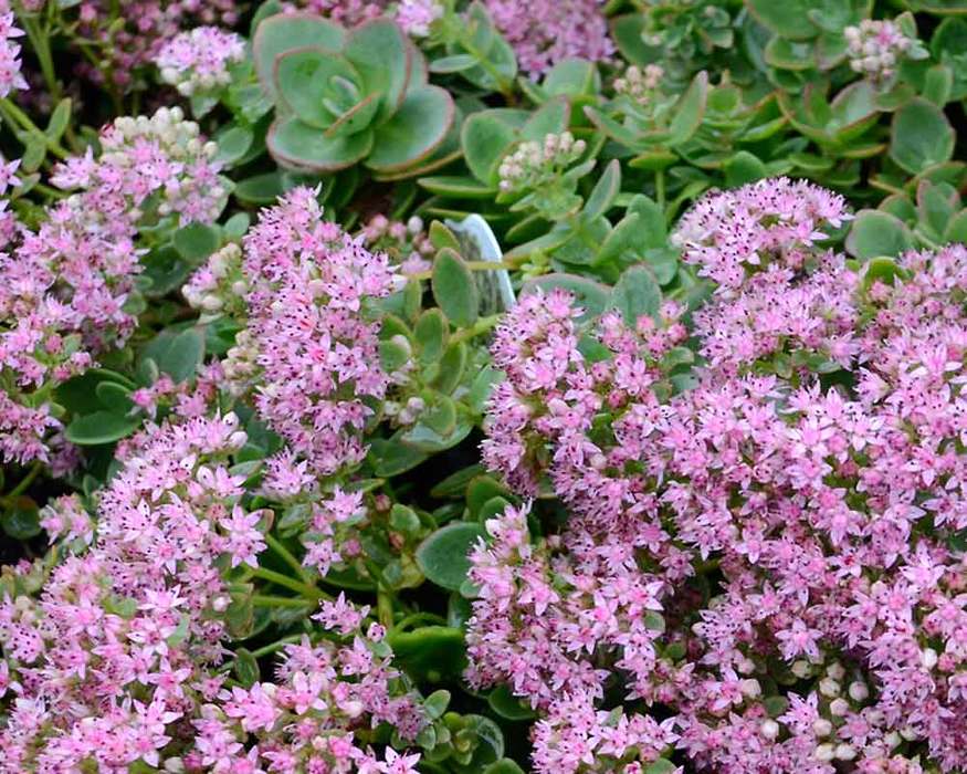 Sedum Lime Zinger | Bluestone Perennials