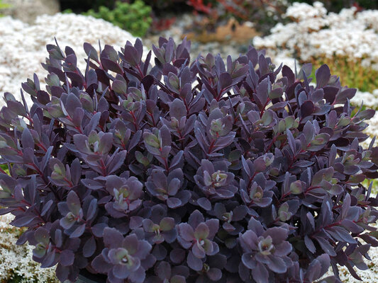 Sedum Plum Dazzled | Bluestone Perennials