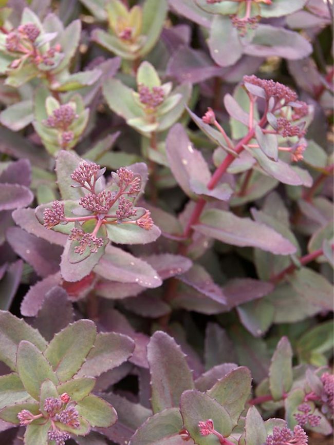 Sedum Purple Emperor | Bluestone Perennials