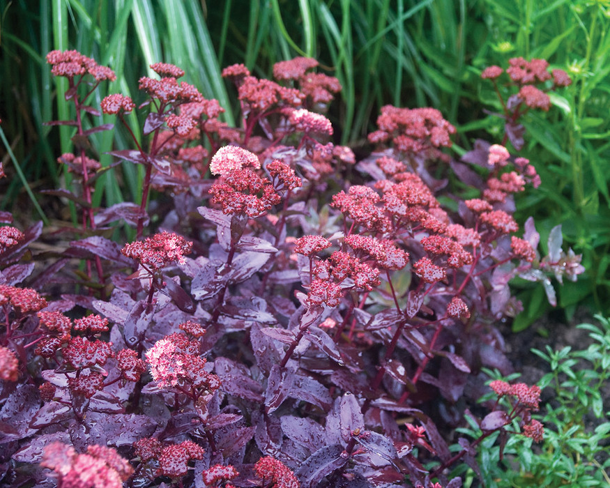 Purple Sedum Ground Cover