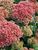 Product Viewer - Sedum Powderpuff