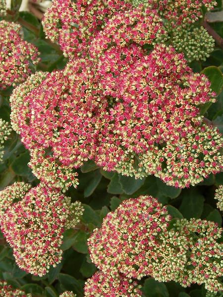 Product Viewer - Sedum Powderpuff