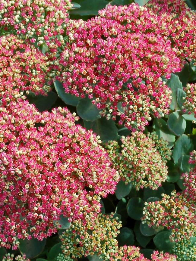 Sedum Powderpuff | Bluestone Perennials