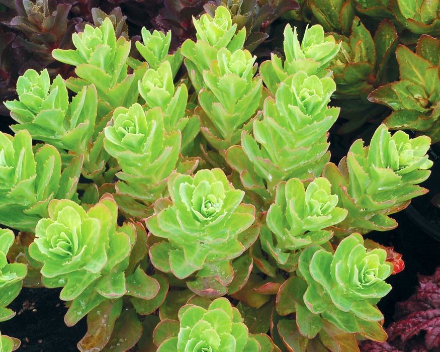 Sedum Powderpuff | Bluestone Perennials
