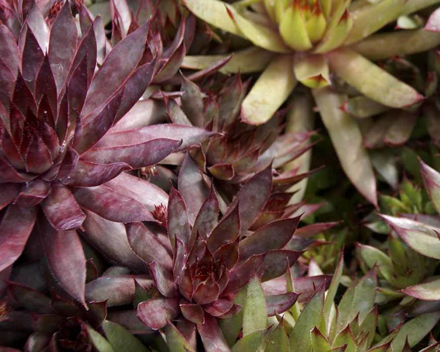 Sempervivum Red Beauty | Bluestone Perennials