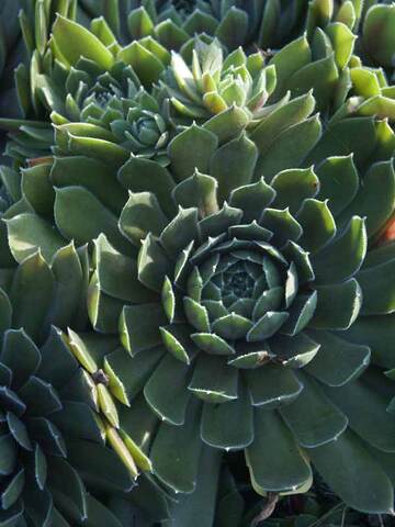 Sempervivum Ruby Heart | Bluestone Perennials