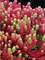 Sedum Red Wiggle -- Bluestone Perennials