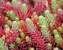 Sedum Red Wiggle -- Bluestone Perennials