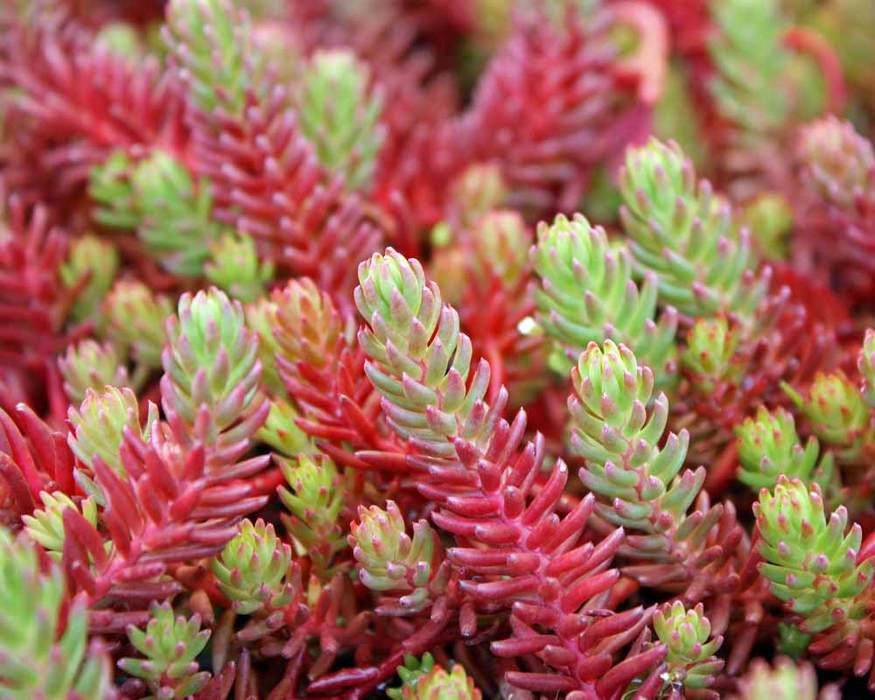 Sedum Red Wiggle | Bluestone Perennials