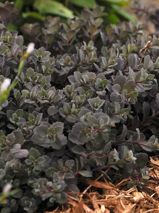 Sedum Sunset Cloud | Bluestone Perennials