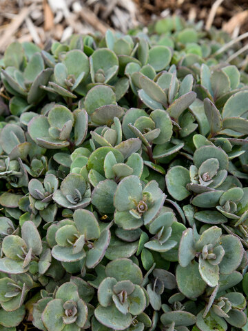 Sedum Superstar | Bluestone Perennials