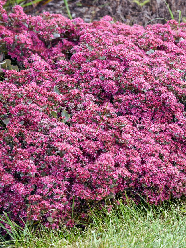 Sedum Superstar | Bluestone Perennials