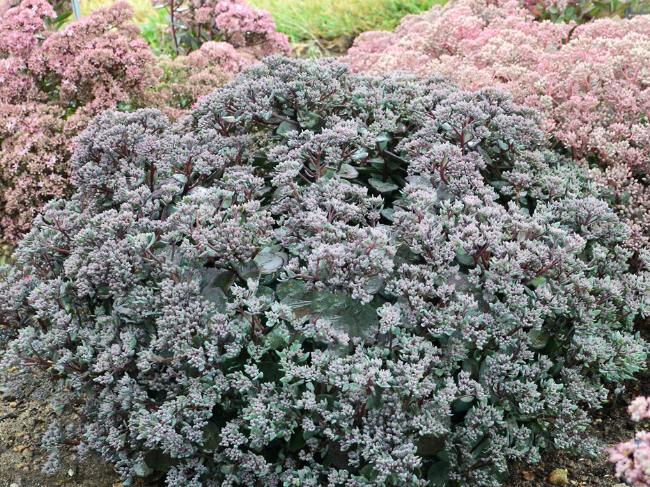 Sedum Superstar | Bluestone Perennials