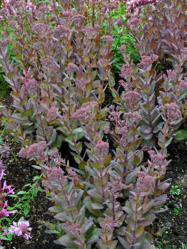 Sedum Thunderhead | Bluestone Perennials
