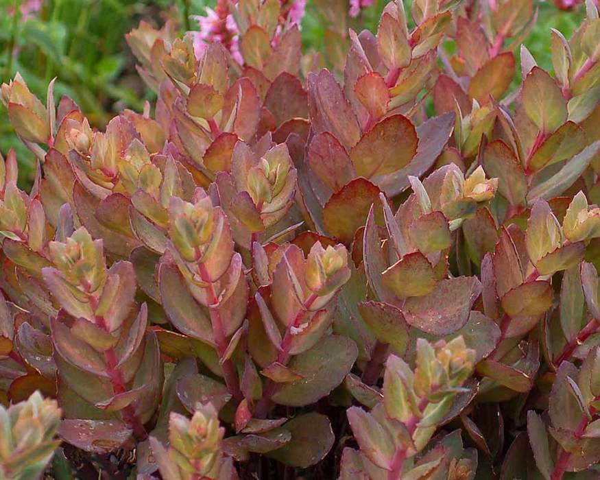 Sedum Thunderhead | Bluestone Perennials