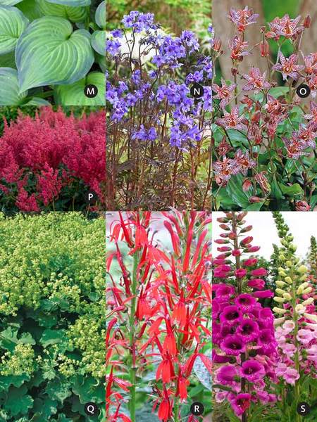 Product Viewer - Shade Garden