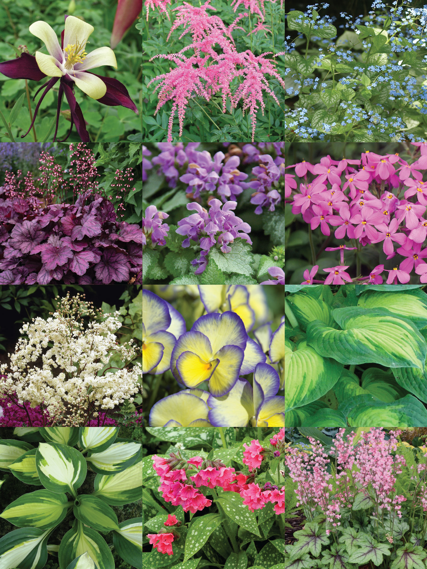 Perennial Shade Garden Plant Ideas Shade Garden Ideas Image Library